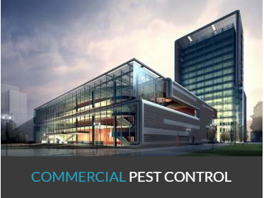 Pest Removal Surrey, Pest Control Vancouver BC - APNA Pest Control Surrey